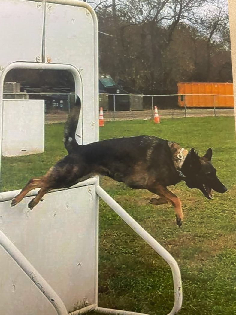 Wall Police Announces the Passing of K-9 Sable - Wall Township Police ...